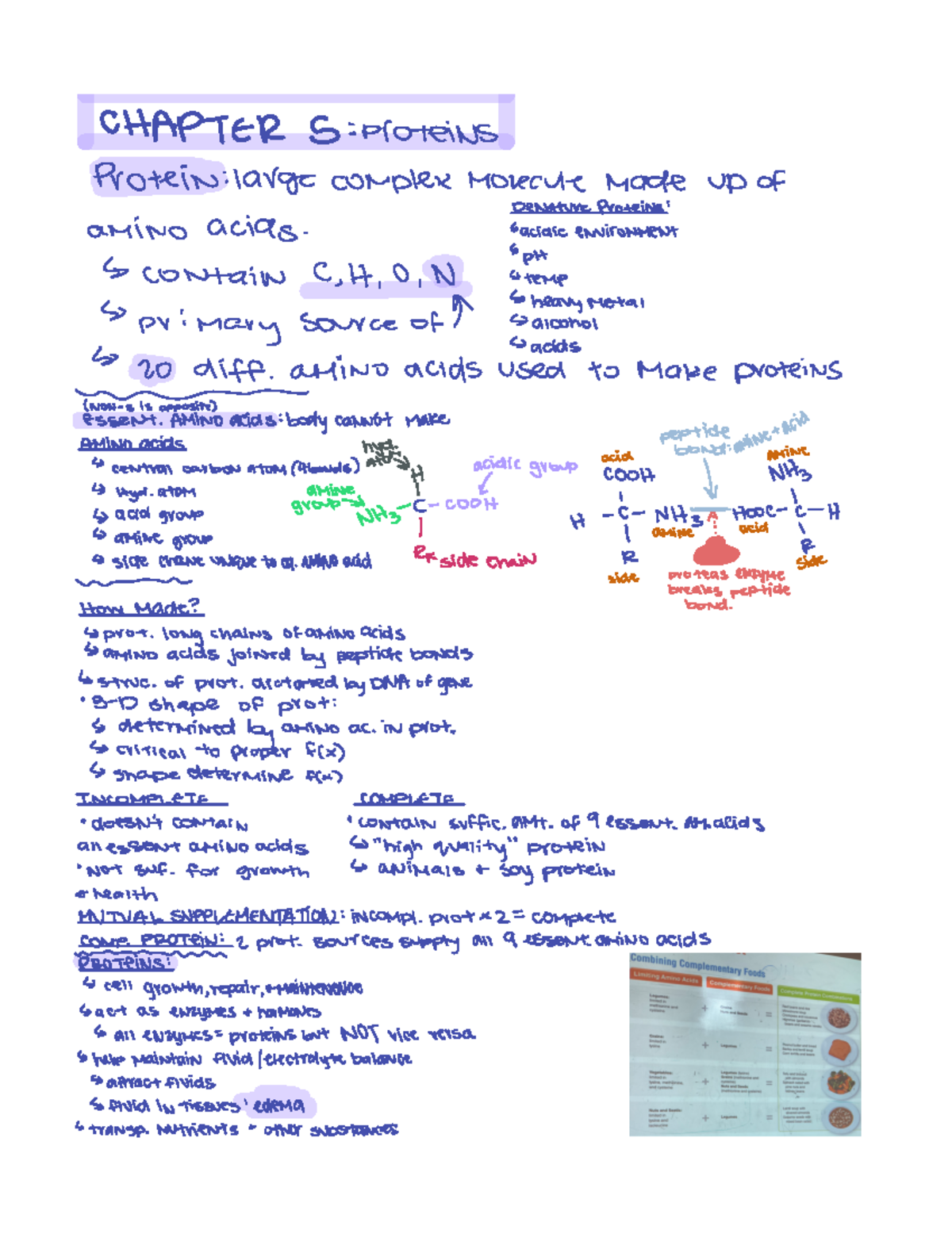 Chapter 5 Proteins- crucial components of all body tissues - BIOL 1300 ...