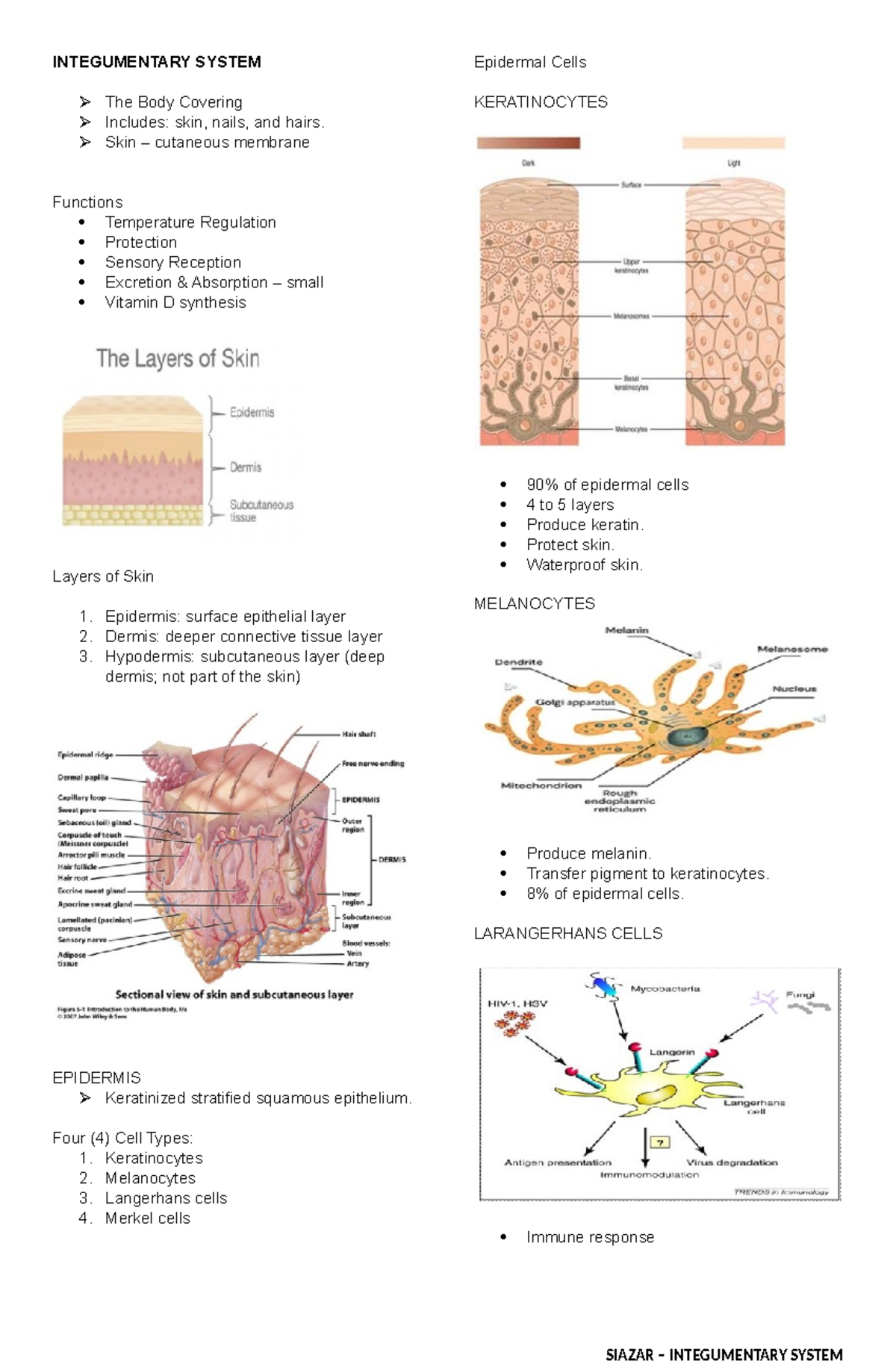 Integumentary trans - INTEGUMENTARY SYSTEM The Body Covering Includes ...