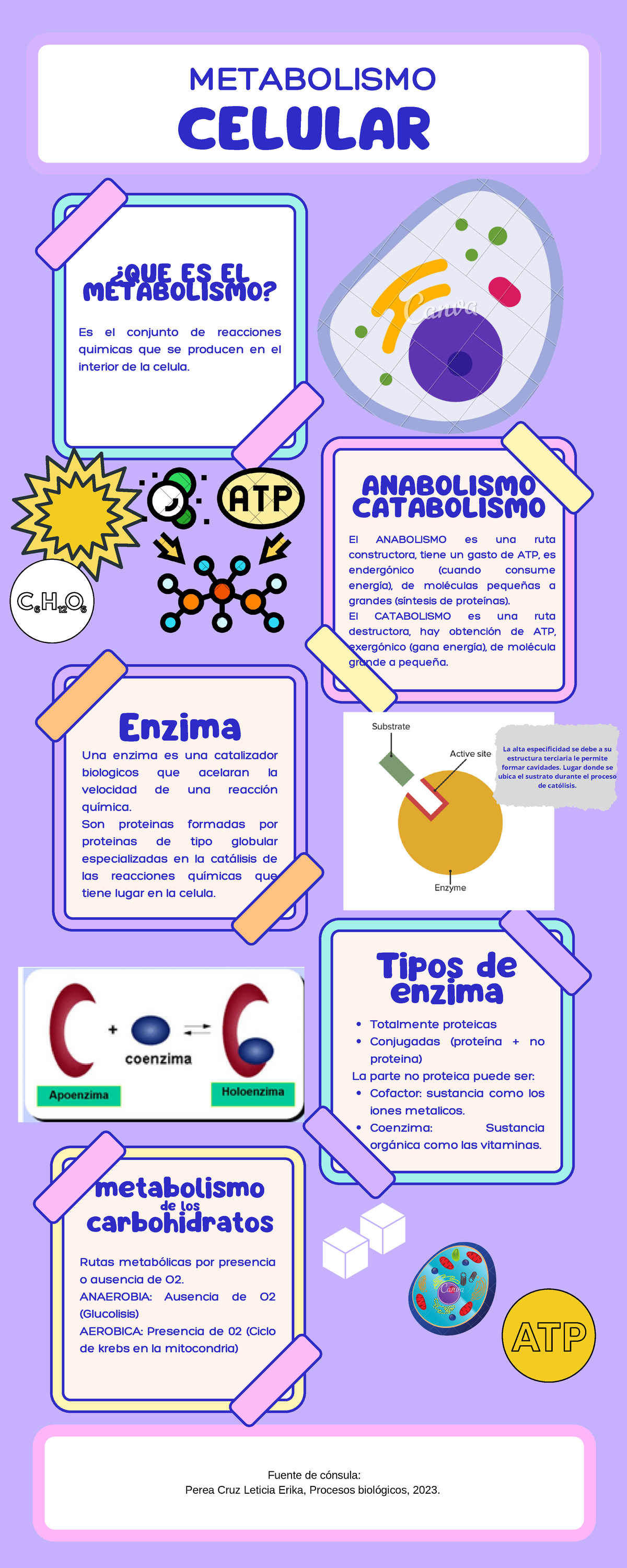 Infografia metabolismo celular - Fuente de cónsula: Perea Cruz Leticia ...