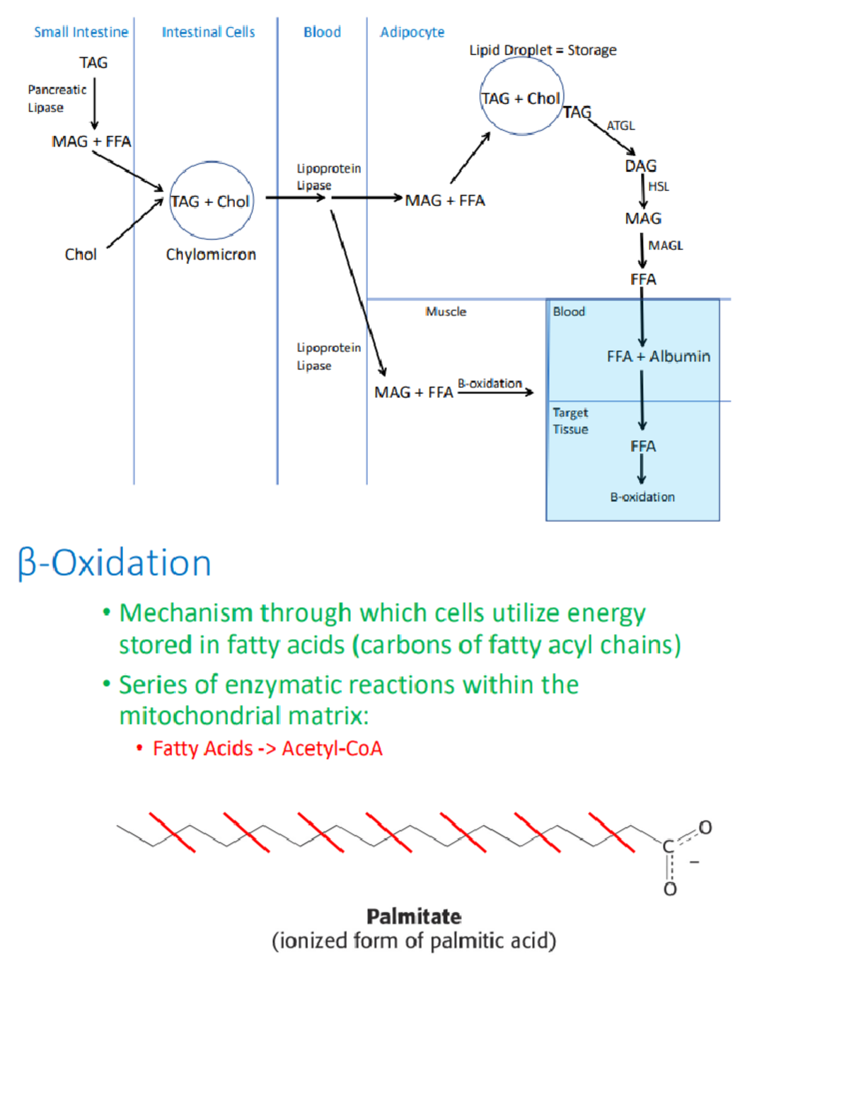 Lecture 36 Fatty Acid Metabolism II - BIO 361 - Studocu