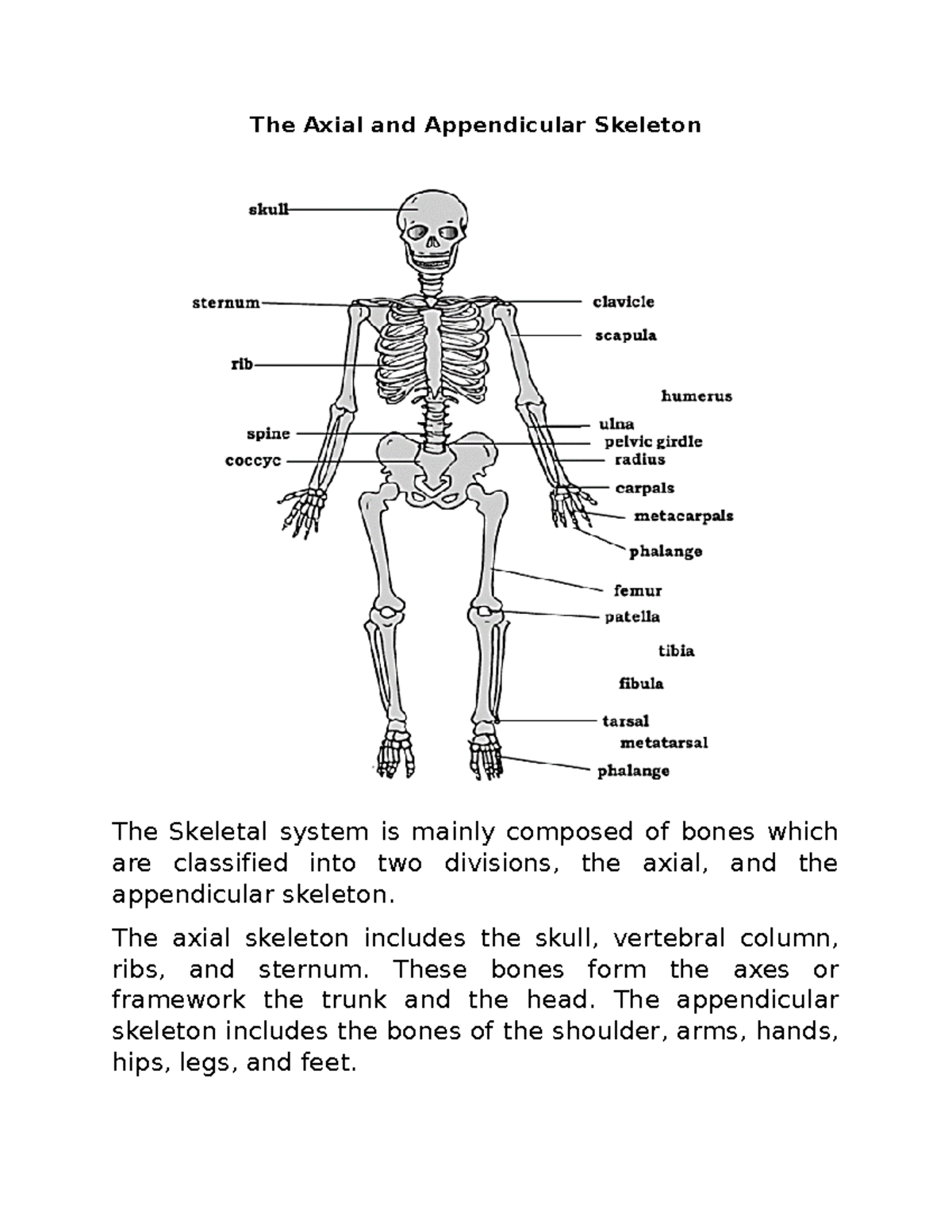 Skeletal System Lesson The Axial And Appendicular Skeleton The