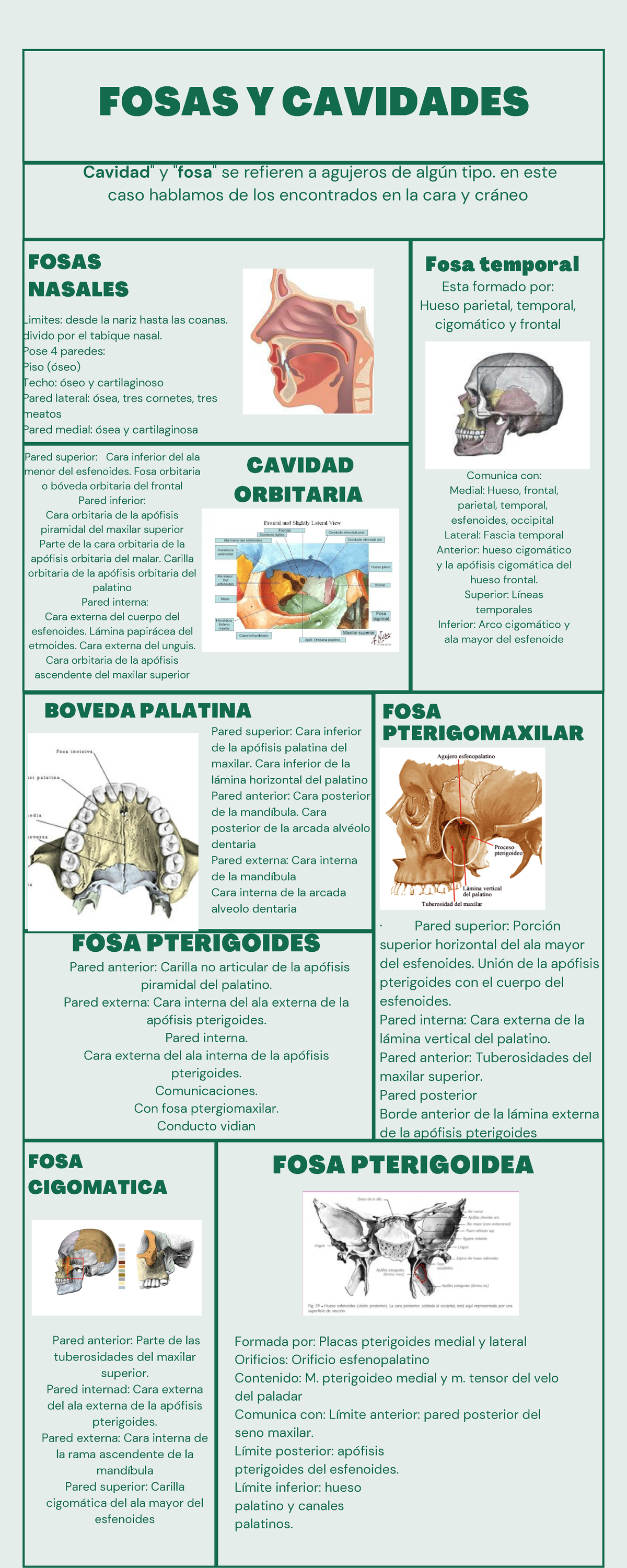 Fosas y cavidades - Cavidad" y "fosa" se refieren a agujeros de algún ...
