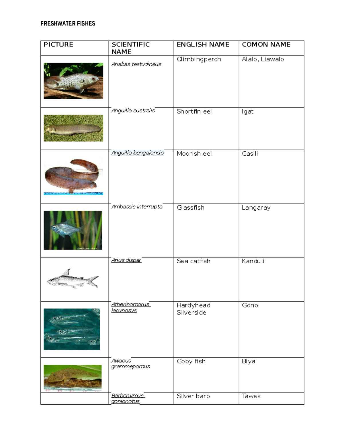 ( Freshwater Fishes) - PICTURE SCIENTIFIC NAME ENGLISH NAME COMON NAME ...