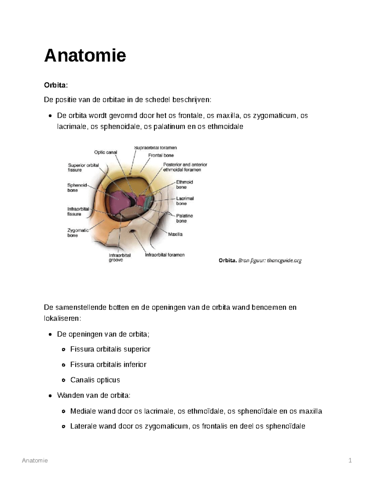 Anatomie - Anatomie Orbita: De positie van de orbitae in de schedel ...