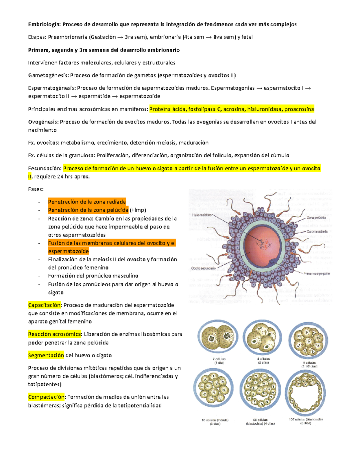 Apuntes embrio - Embriología: Proceso de desarrollo que representa la ...