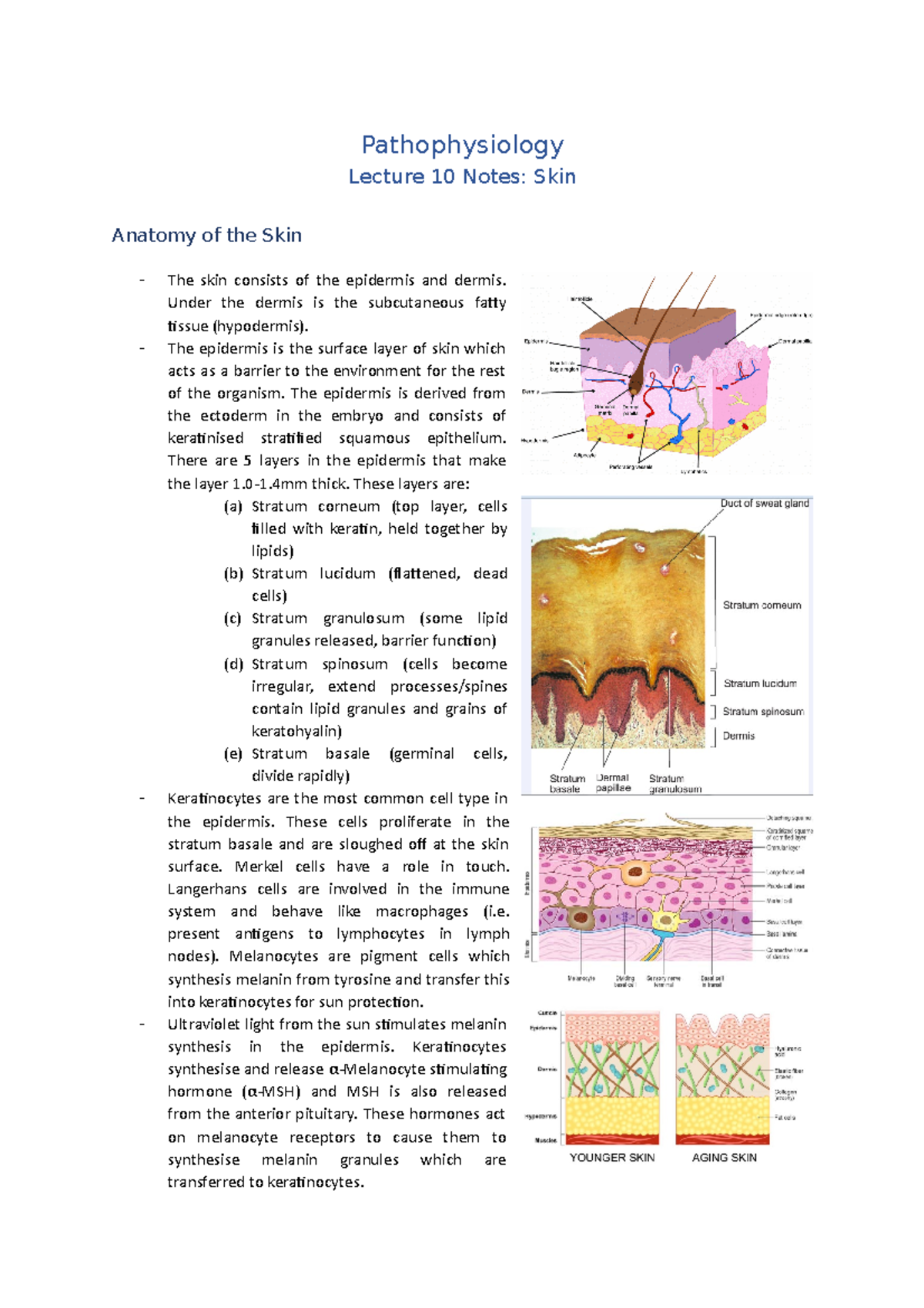 Lecture 10 Notes (Skin) - Pathophysiology Lecture 10 Notes: Skin ...