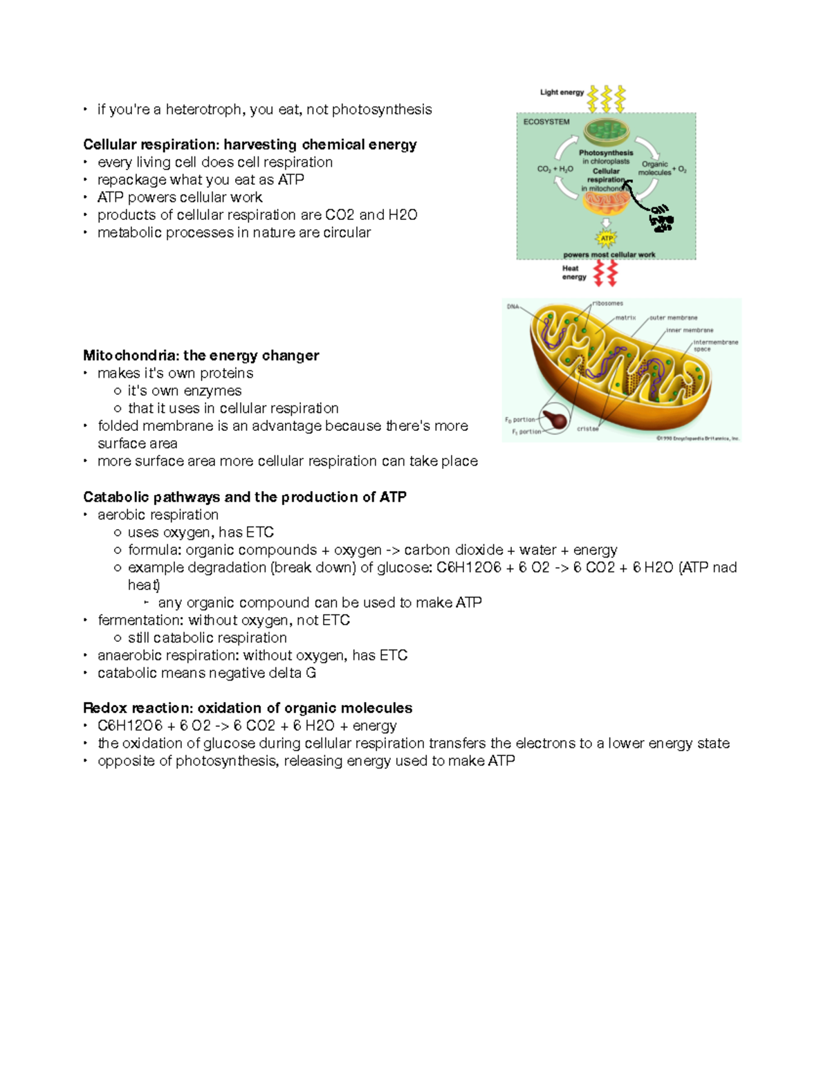 Cellular Respiration: Energy Harvesting and Metabolic Processes - Studocu