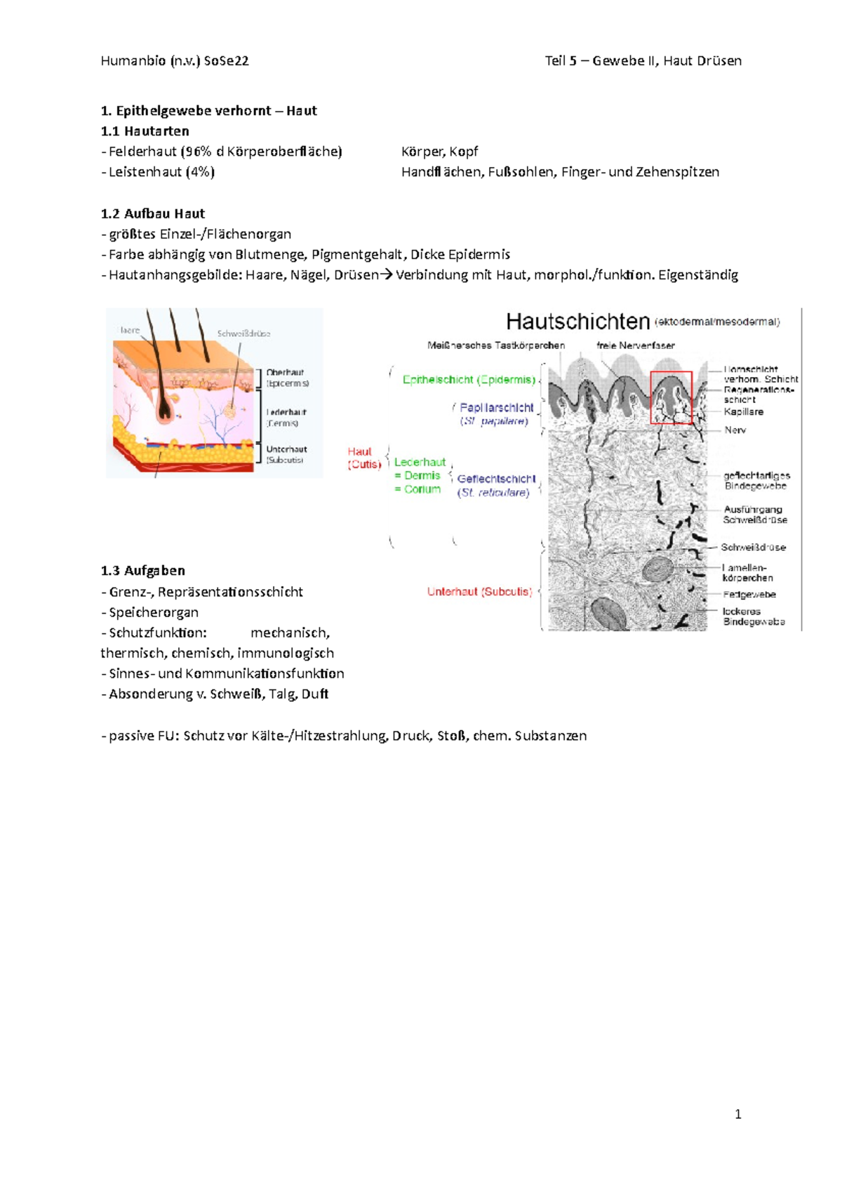 5 ZF Gewebe II Haut Hu Bio 22 - Epithelgewebe verhornt – Haut 1 ...