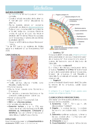 22 Helmintos - Estructura y clasificación - Especies I Biodiversidad y ...