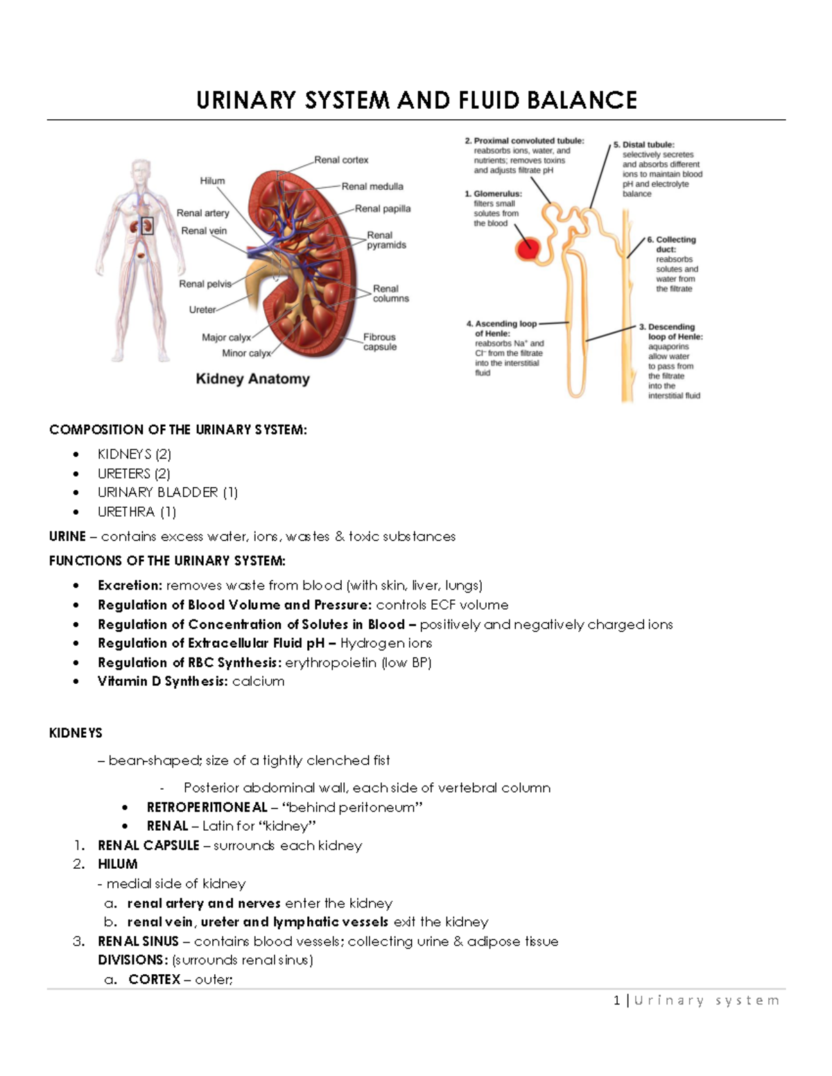 Urinary system - summaries - URINARY SYSTEM AND FLUID BALANCE ...