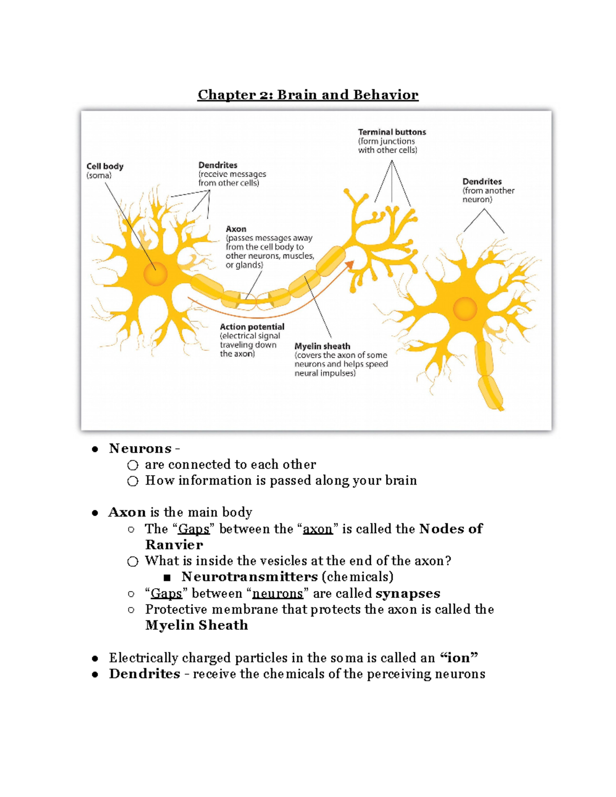 Behavior Brain Pattern - Chapter 2: Brain and Behavior Neurons - are ...