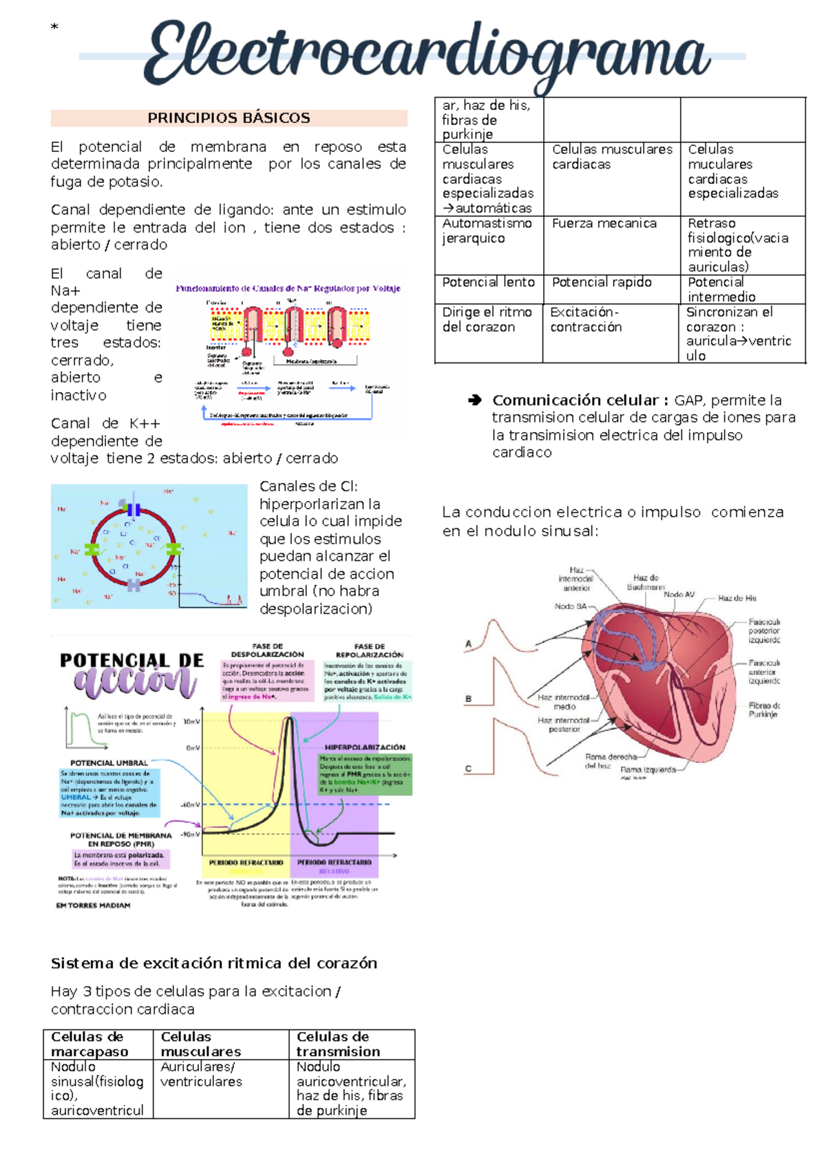 EKG- Resumen - * PRINCIPIOS BÁSICOS El potencial de membrana en reposo ...