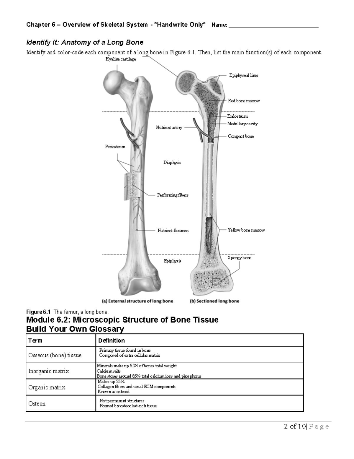 Chapter 6 skeletal - Chapter 6 – Overview of Skeletal System ...