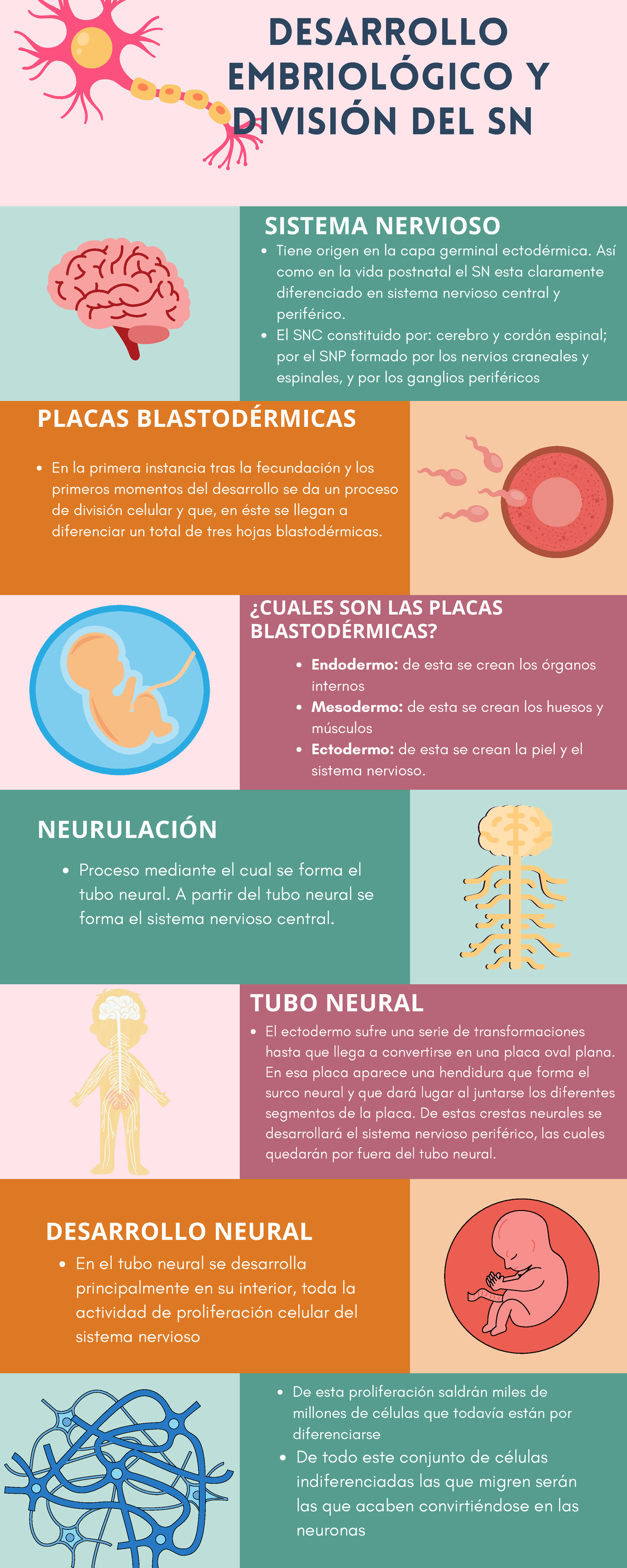 Infografía embriología y division del SN - SISTEMA NERVIOSO Tiene ...
