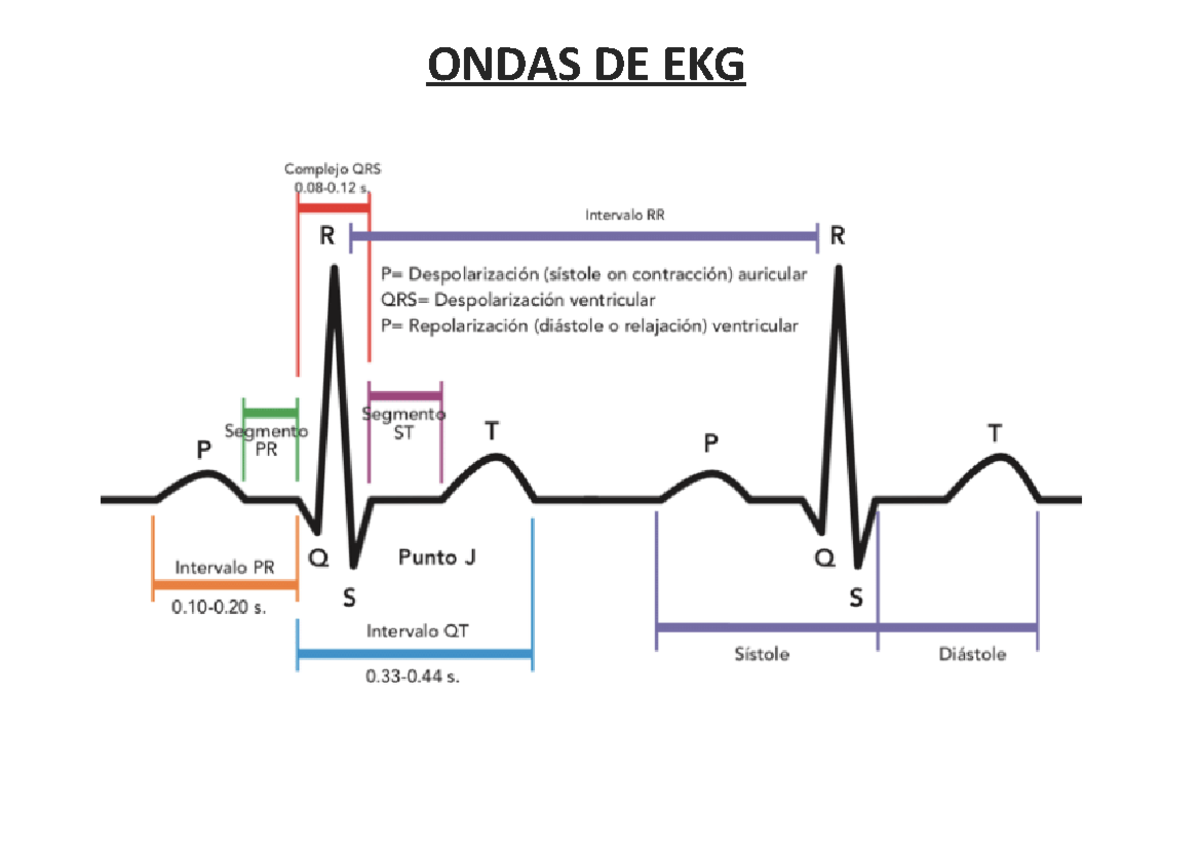 Corazon - ONDAS DE EKG El gasto cardiaco (volumen sanguíneo eyectado ...