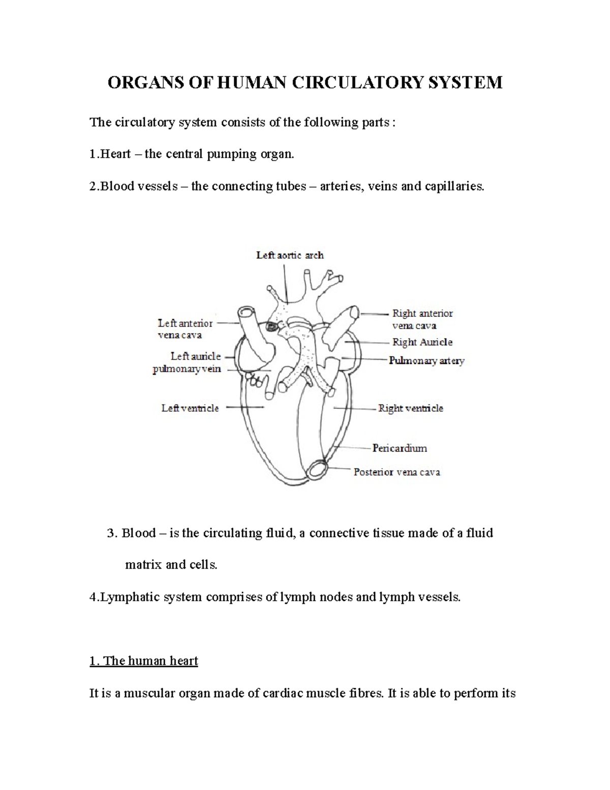 ORGANS OF HUMAN CIRCULATORY SYSTEM - 2 vessels – the connecting tubes ...