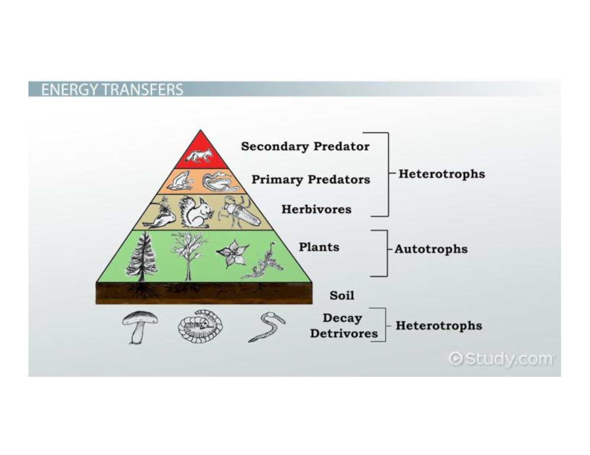 Ecology energy food webs - BIOL 2107 - Studocu