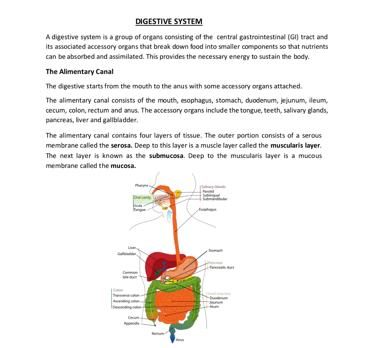 Digestive system - It's lecture notes - Humman Antomy And physiology ...