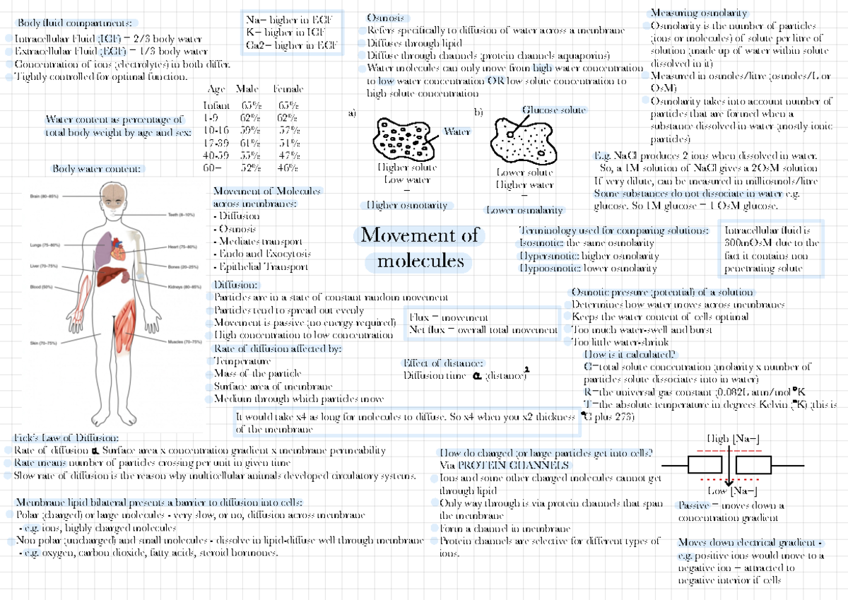 Movement Of Molecules - lecture notes - Movement of molecules Body ...