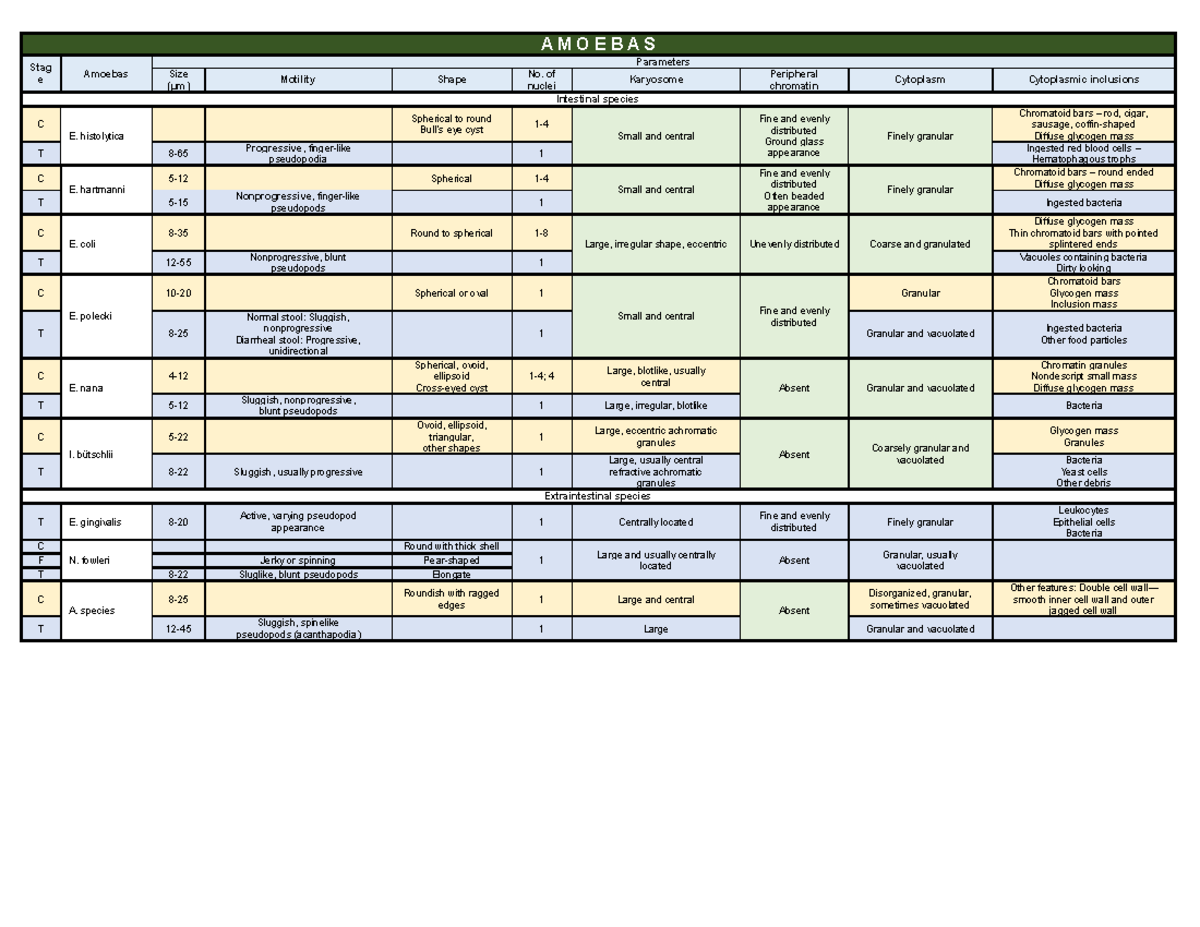 Amoebas, motility, shape, nuclei, karyosome - A M O E B A S Stag e ...