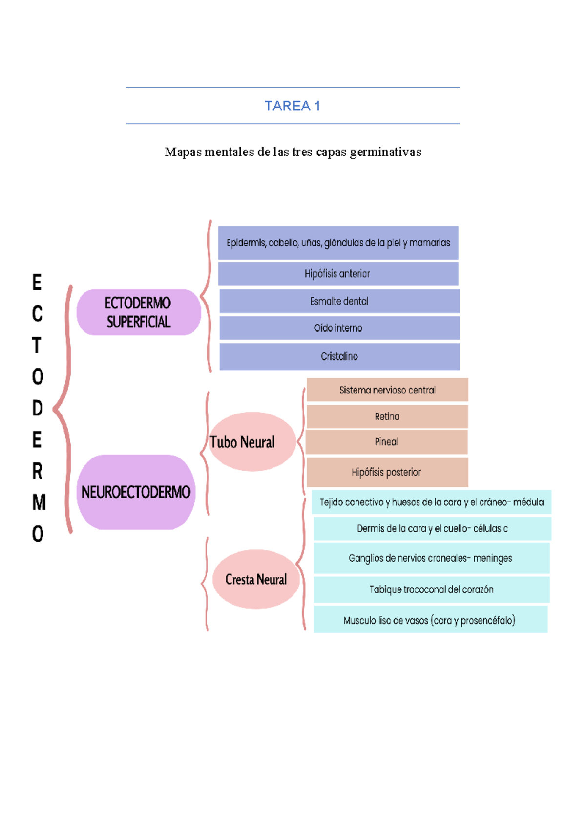 Embriologia Ectodermo Mesodermo Y Endodermo Embriología Tarea 1