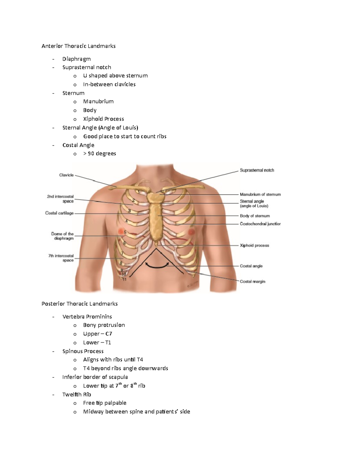 Thorax and Lungs - Anterior Thoracic Landmarks Diaphragm Suprasternal ...