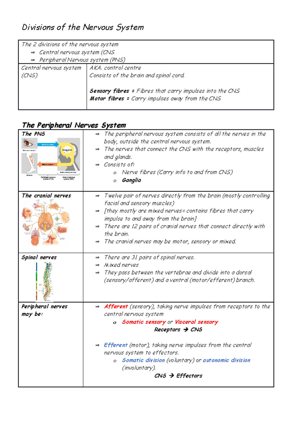 Divisions of the Nervous System Human Bio YEAR 12 ATAR Notes CHP 4 ...