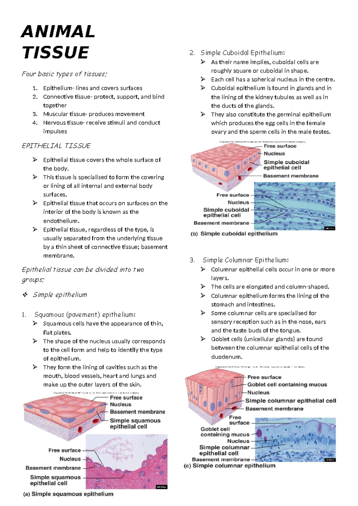 Animal Tissue - Summary Gen Chem - ANIMAL TISSUE Four basic types of ...