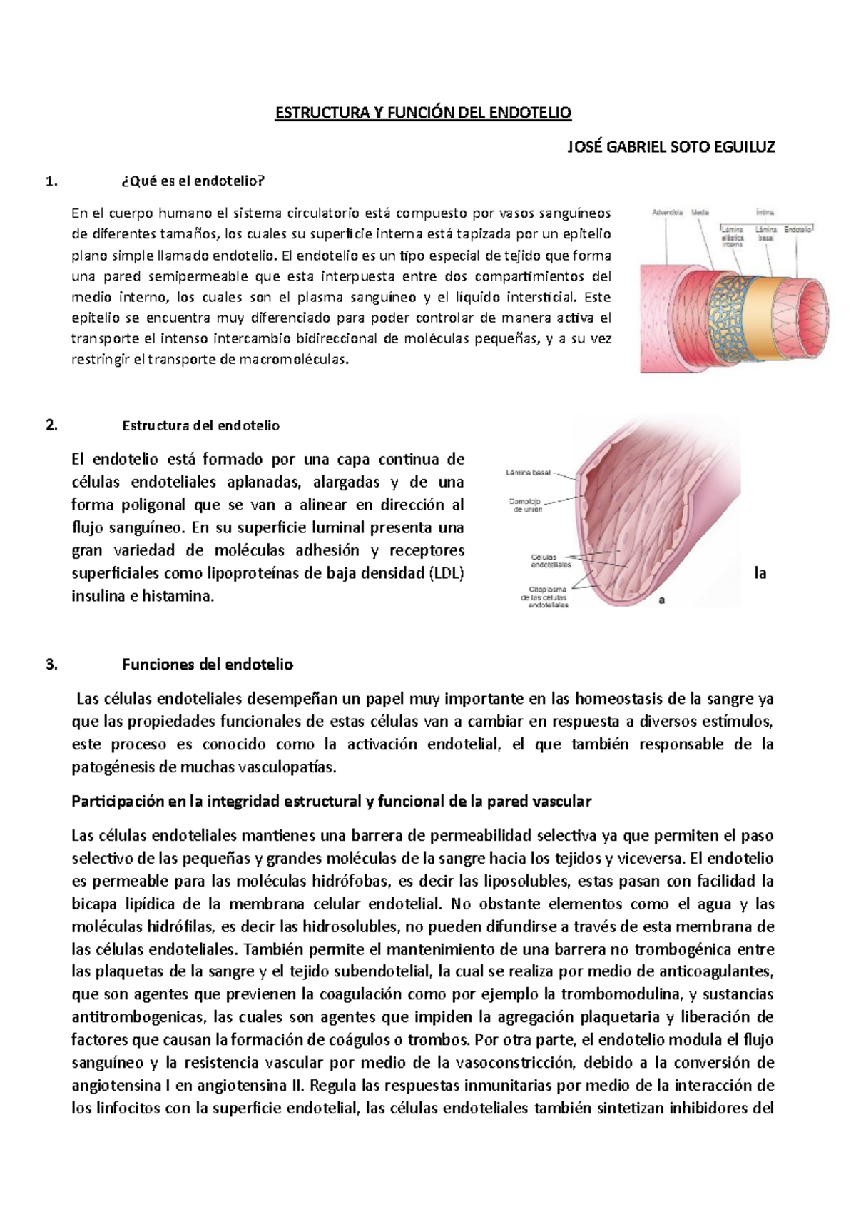 Estructura Y Funcion DEL Endotelio - ESTRUCTURA Y FUNCIÓN DEL ENDOTELIO ...