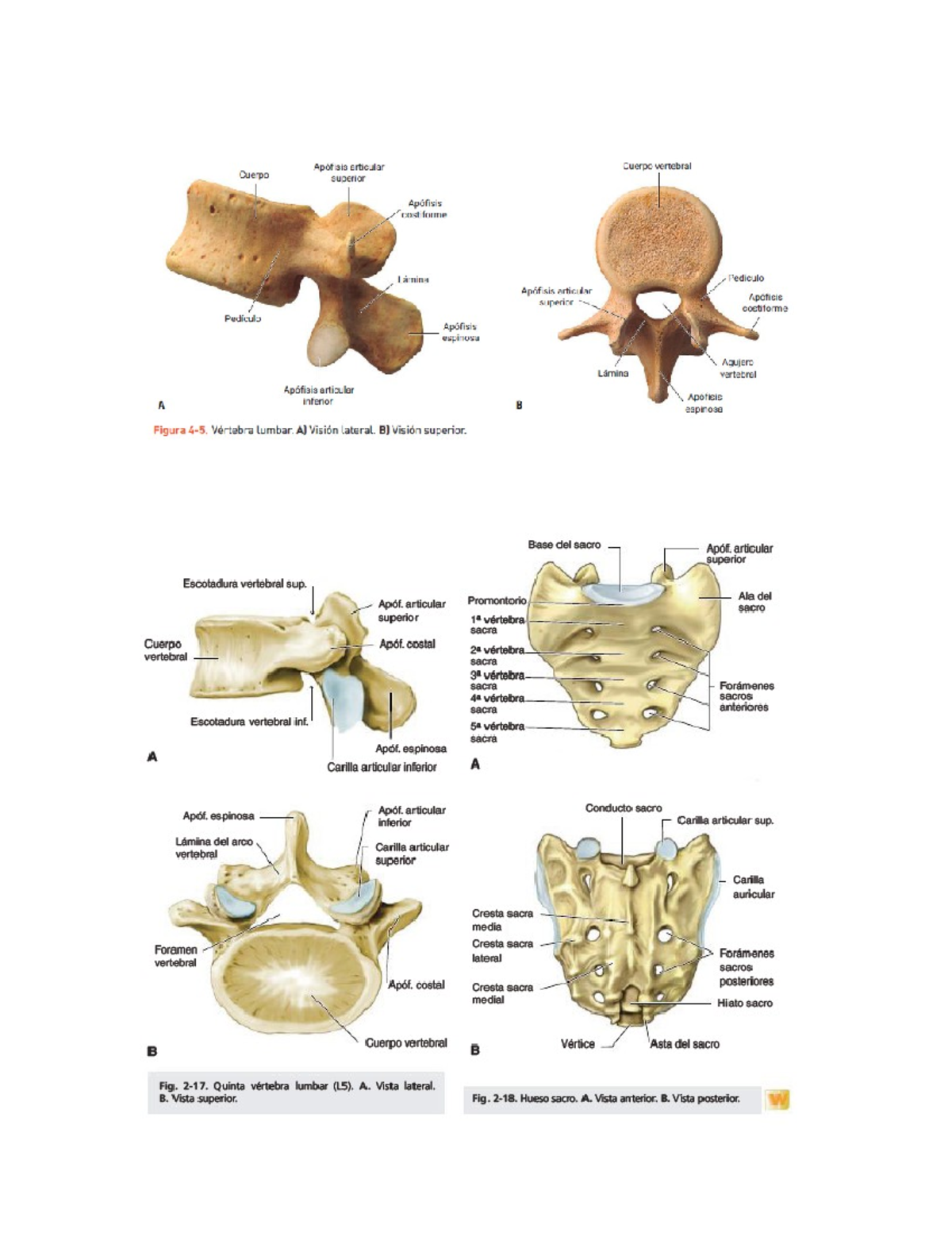 Pelvis coxal sacro - Apófisis articular Cuerpo vertebral Cuerpo ...