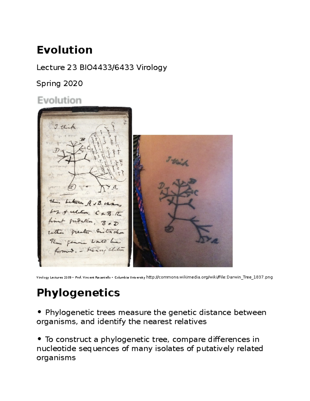 Virology 23 - Lecture notes 23 - Evolution Lecture 23 BIO4433/6433 ...