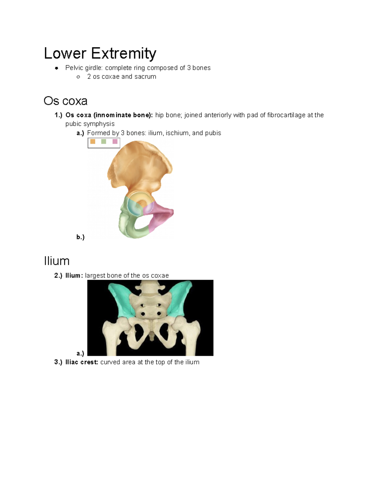 Lab Lecture 4 Lower Extremity, Articulations - Lower Extremity Pelvic ...