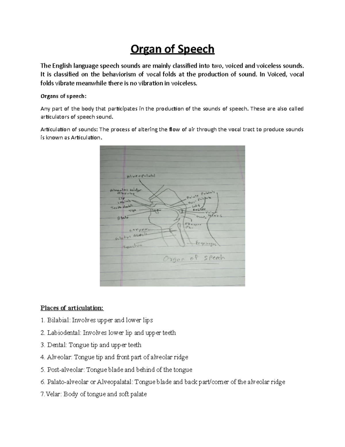 Organ of Speech - Organ of Speech The English language speech sounds ...