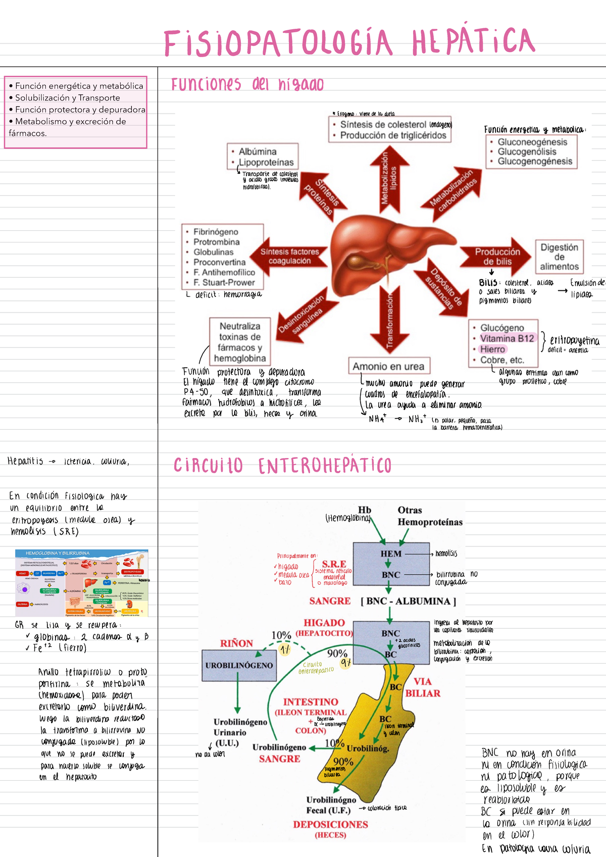 Fisiologia resumen de higado mas apuntes - Función energética y ...