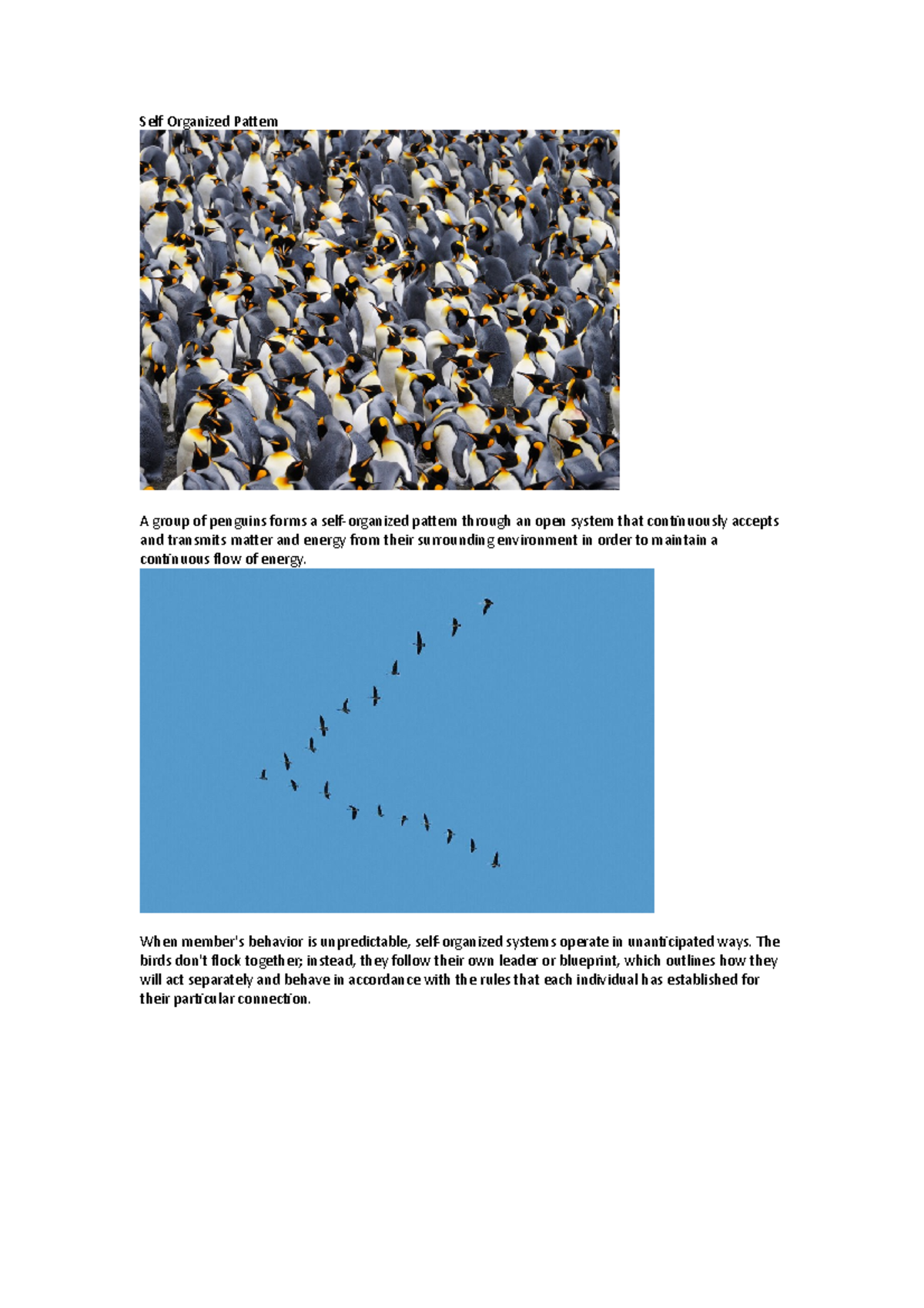 Self Organized and Invoked Pattern - Self Organized Pattern A group of penguins forms a - Studocu