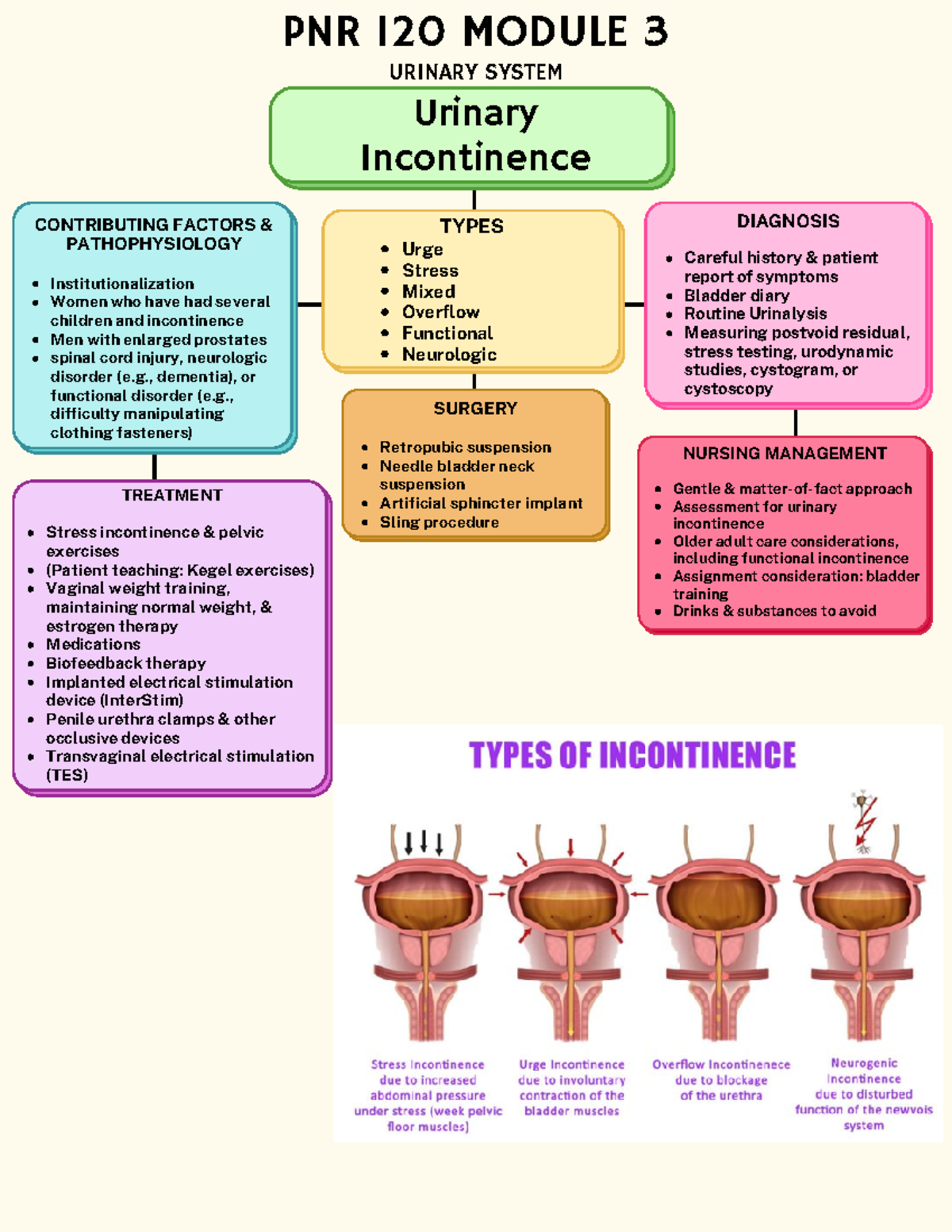 PNR 120 Module 3 Review - URINARY SYSTEM ####### Urinary ...