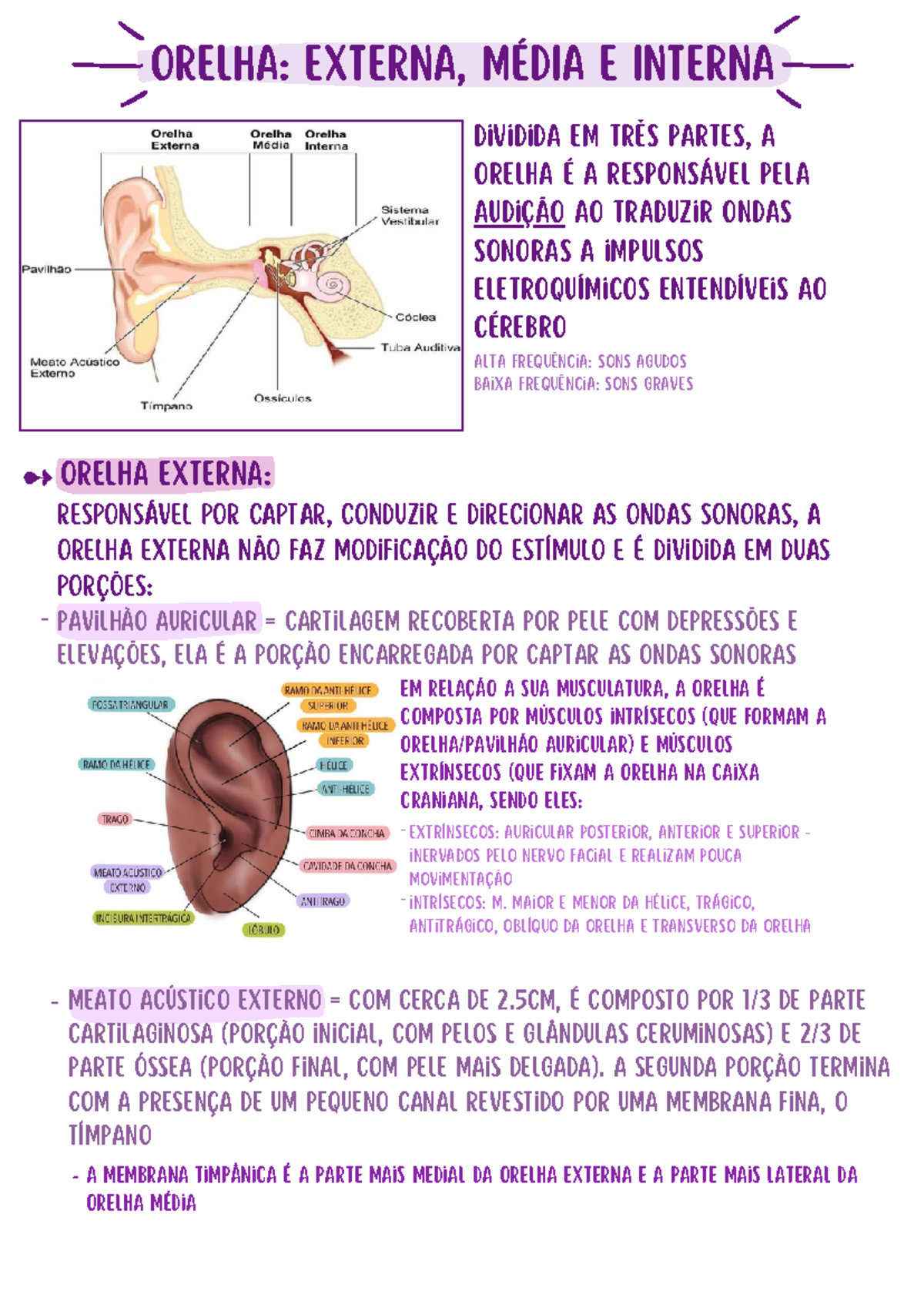 Orelha Externa, Média E Interna - ORELHA: EXTERNA, MÉDIA E INTERNA ...