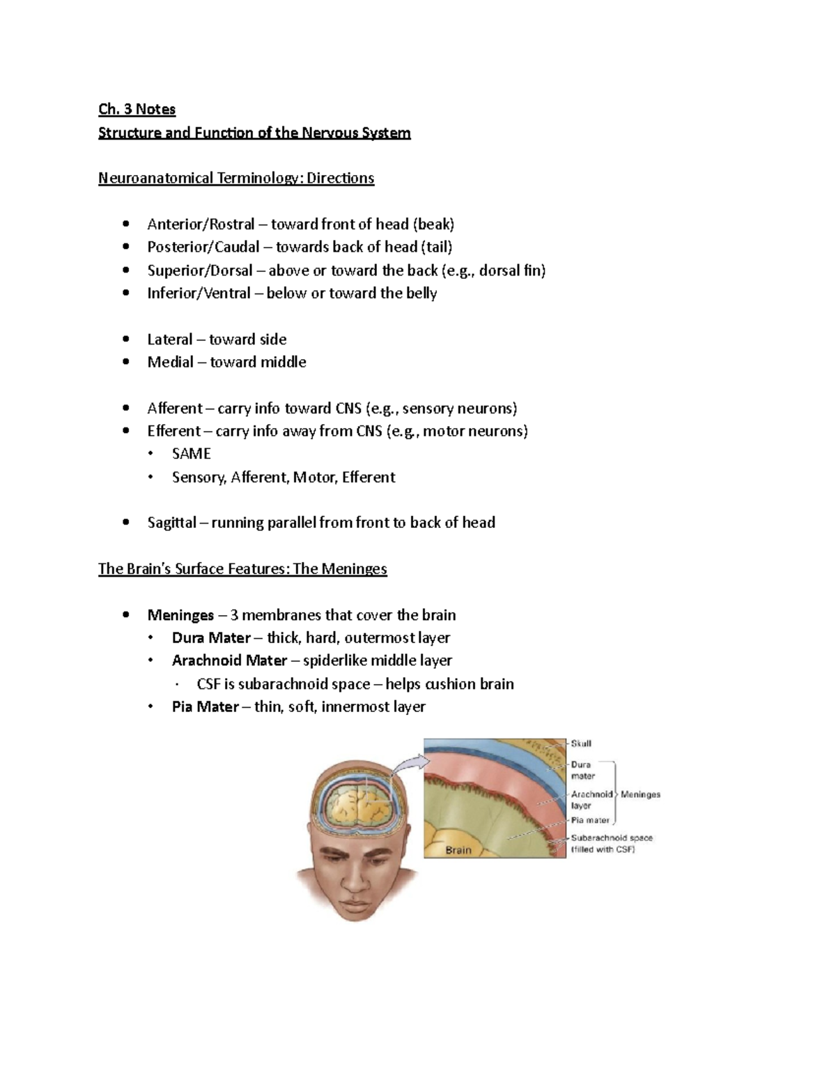 Neuroscience Ch. 3 Notes Part 1 - Ch. 3 Notes Structure and Function of ...
