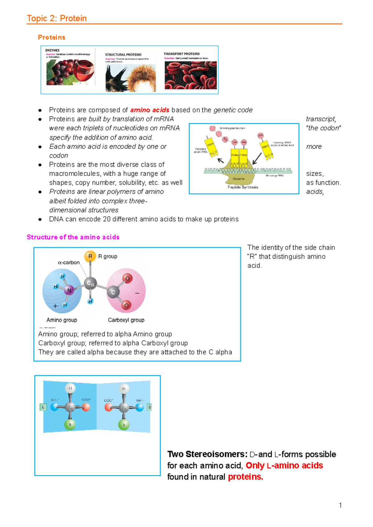 Topic 2- Protein topic lecture with explination - Proteins Proteins are ...