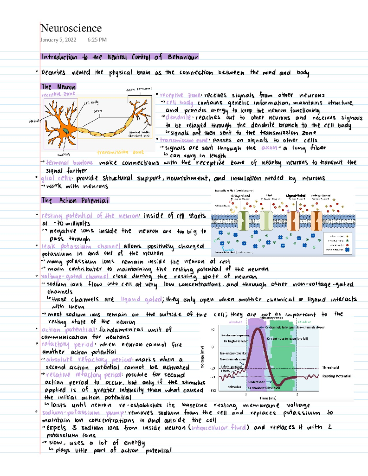 Neuroscience Module Notes - Psy343H1 - Studocu