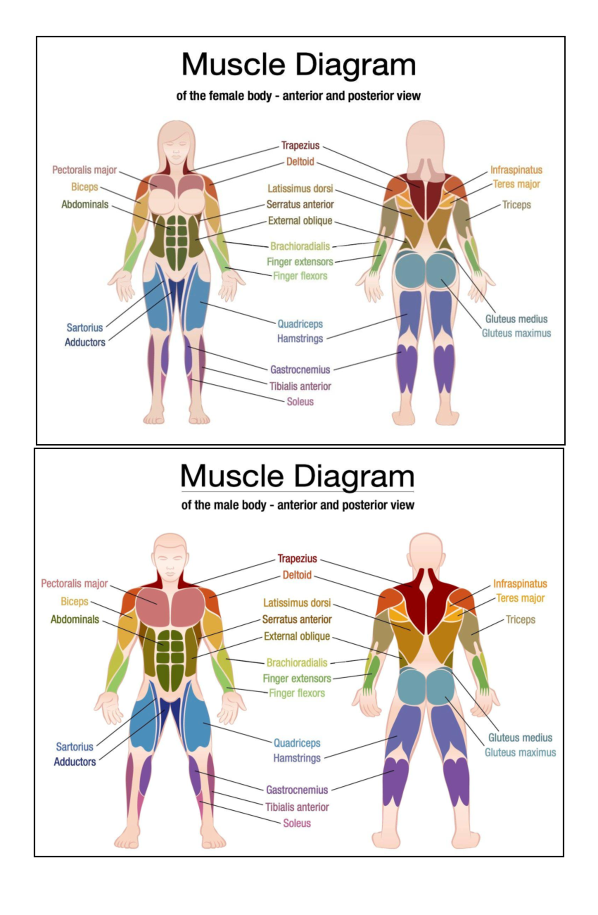Major- Muscle- Group - What is a muscle? A muscle is a fibrous tissue ...