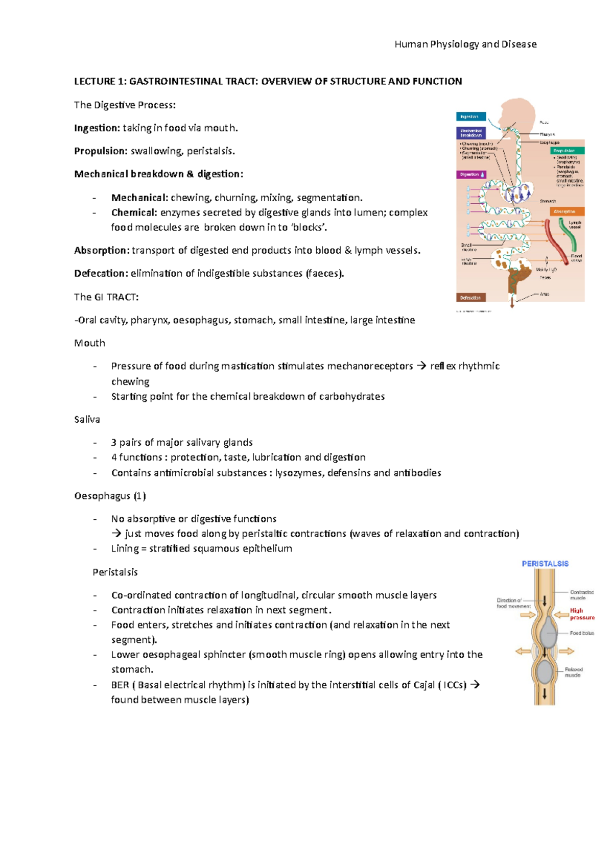 Gastrointestinal tract - LECTURE 1: GASTROINTESTINAL TRACT: OVERVIEW OF ...