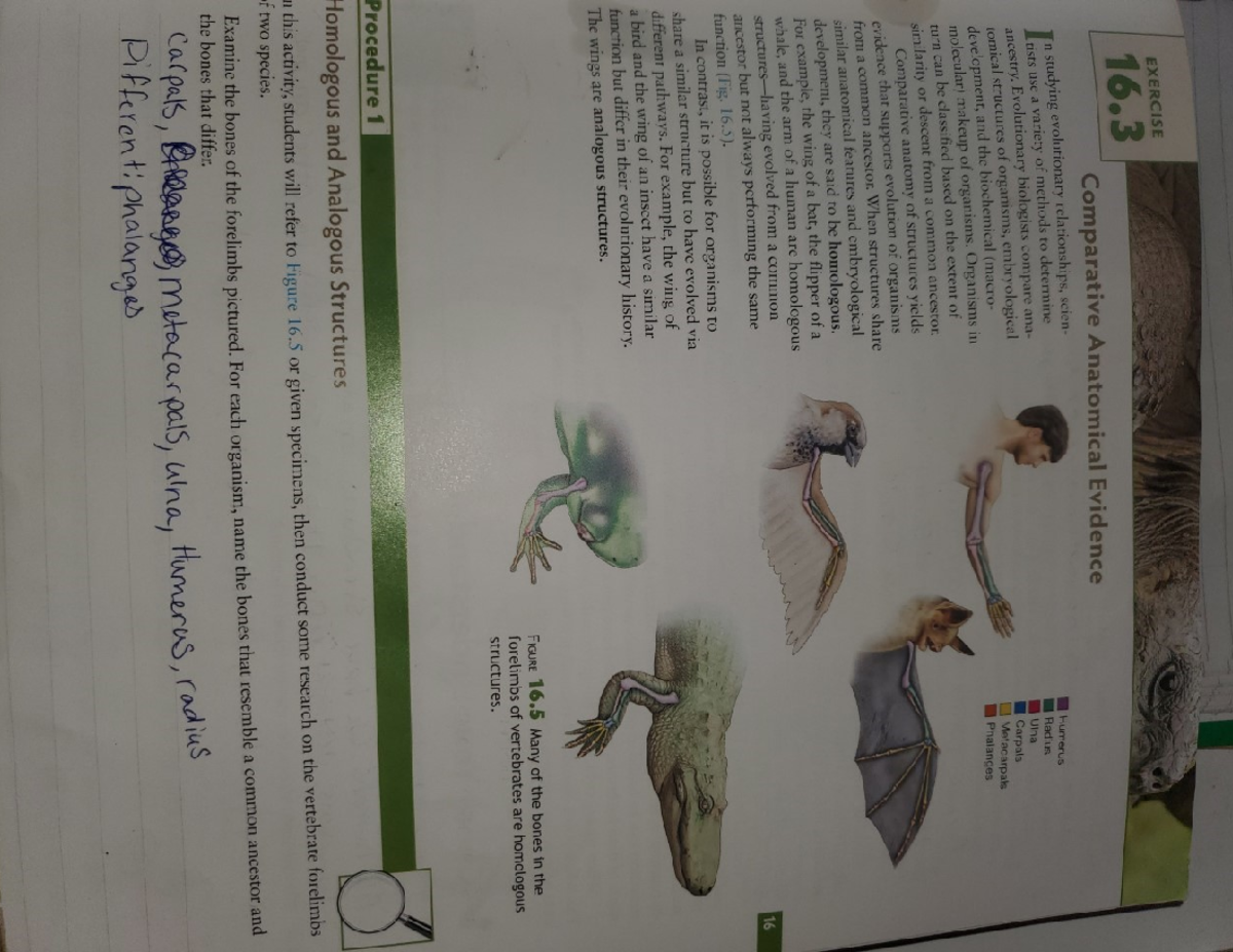 Bio3 - lab notebook - EXERCISE 16 Comparative Anatomical Evidence n ...