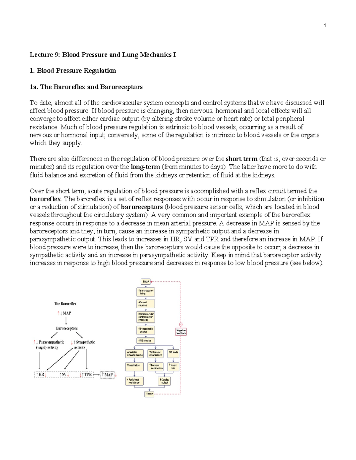 Lecture 9 Notes 2024 - Lecture 9: Blood Pressure and Lung Mechanics I ...