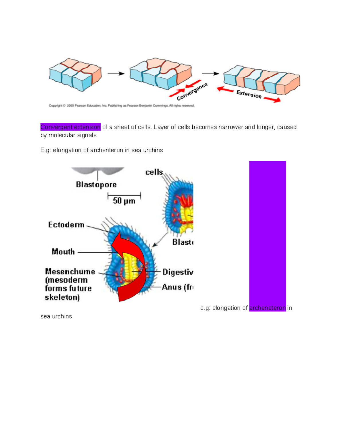 Week 11 - Cell migration. - Convergent extension of a sheet of cells ...