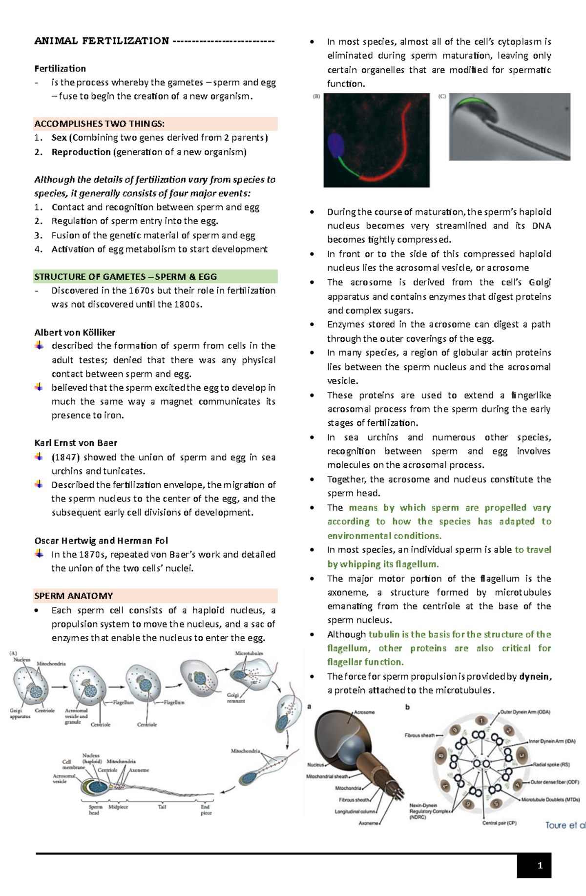 Lecture 4 - Animal Fertilization - ANIMAL FERTILIZATION - Fertilization ...