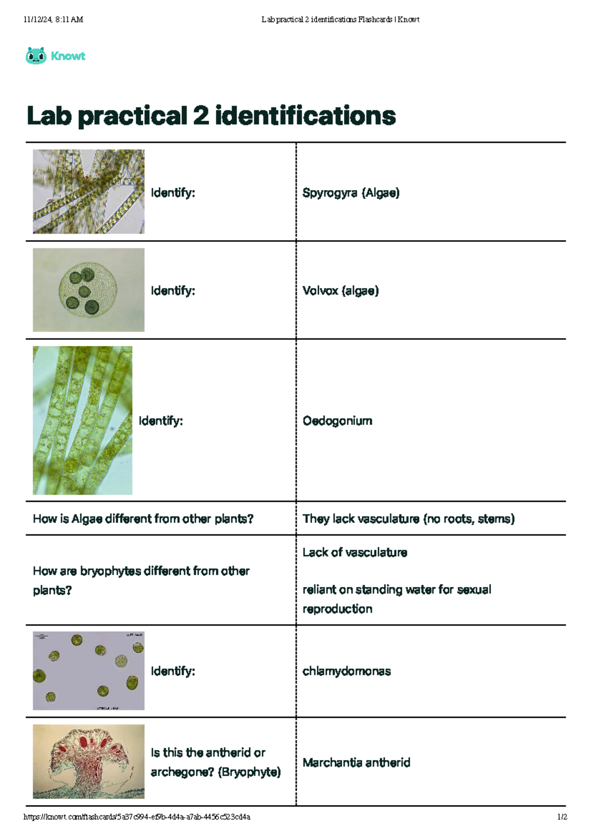 Lab practical 2 identifications Flashcards Knowt - Studocu