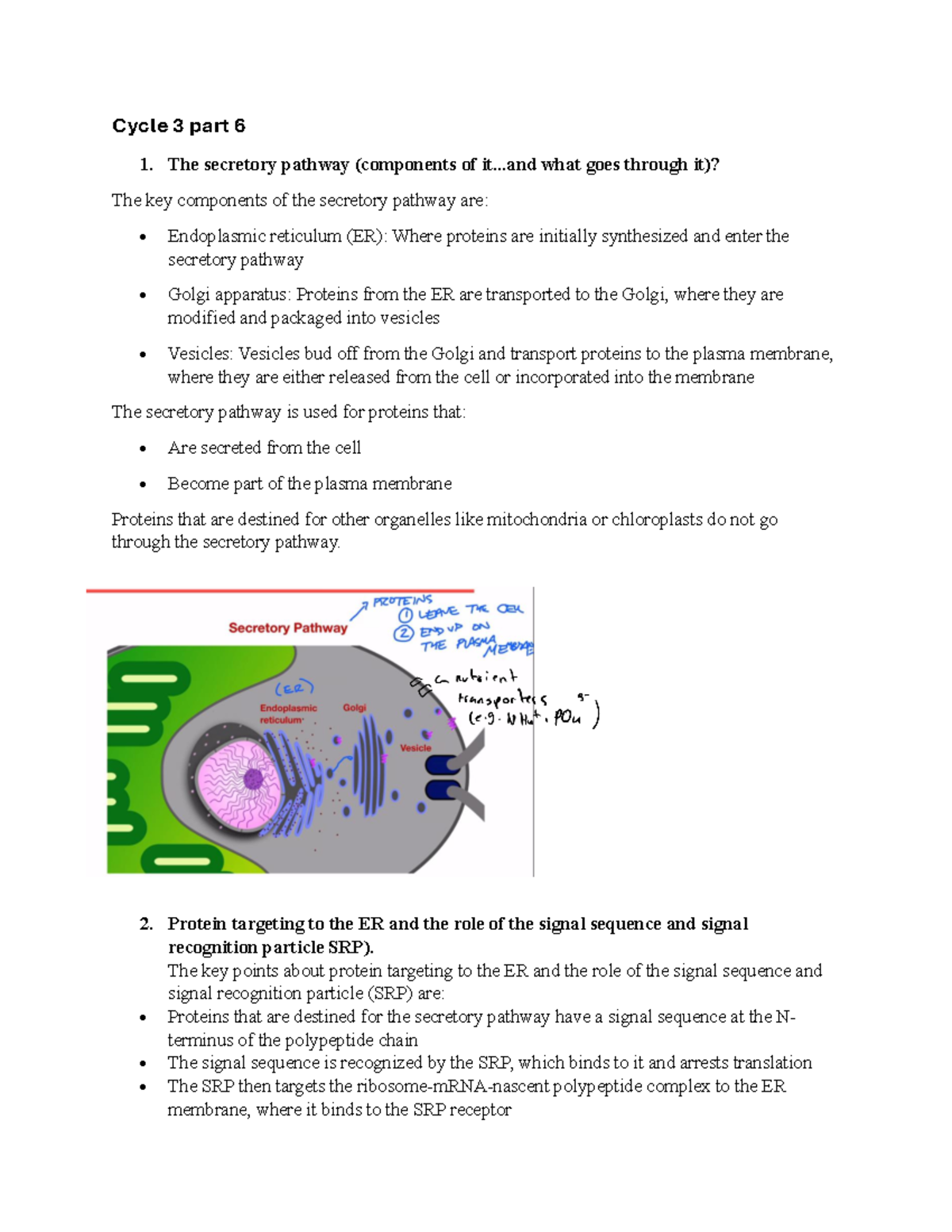 Cycle 3 part 6 - Cycle 3 part 6 The secretory pathway (components of it.. what goes through it ...