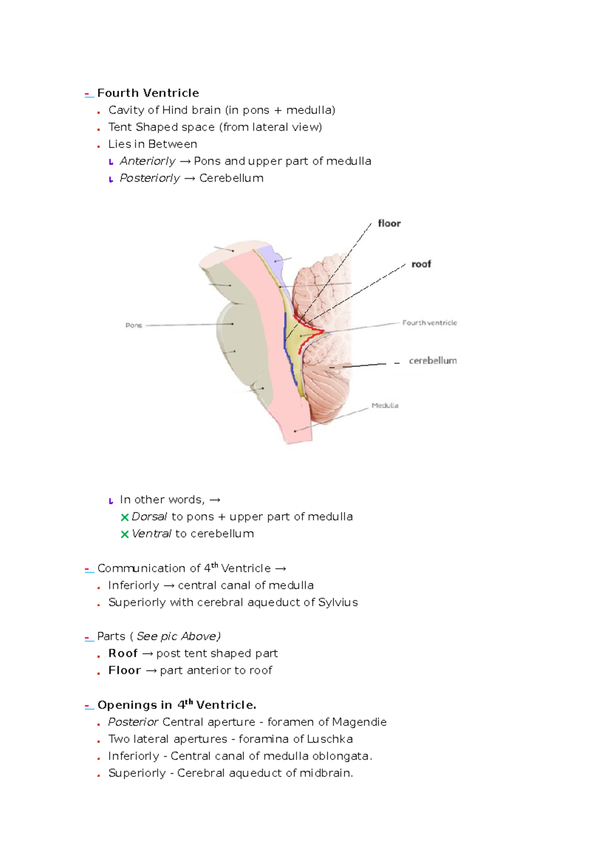 Fourth Ventricle - Essential of Medical Sciences - Fourth Ventricle ...