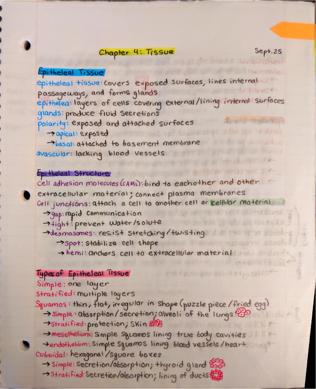 Tissues Anatomy and Physiology - BIOL 200 - Studocu